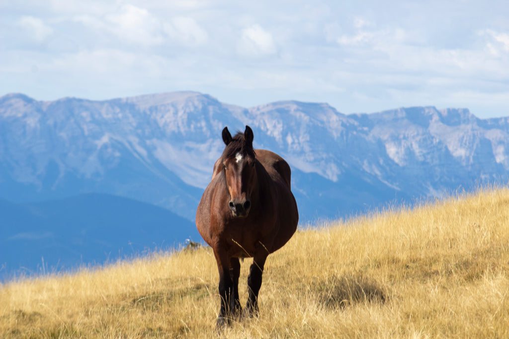 Performance Vet Supply - Your Online Source for Performance Horse Medicine